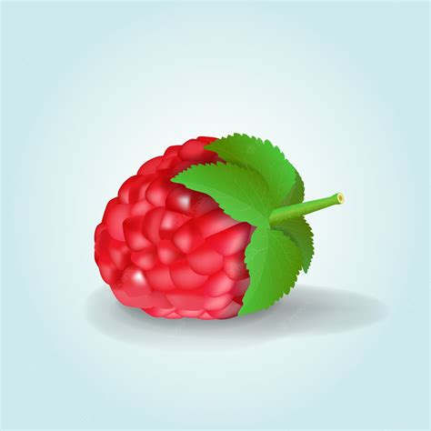 Premium Vector Raspberry Berry