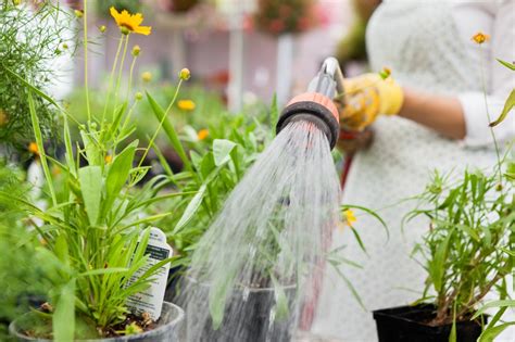 12 consejos para regar tu jardín Parte 2 Datos y análisis del