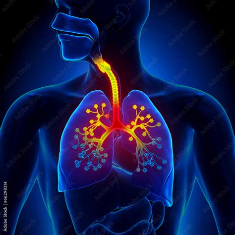 Bronchiolitis Inflammation Of The Bronchioles Stock Illustration