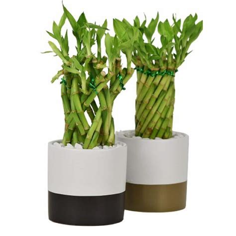 Bell Nursery Bamboo Garden Plant In Small Pot 559046 The Home Depot
