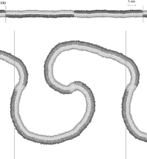 The Shape Of The Model Membrane A Initial Planar Bilayer B Final