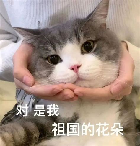 表情包又怎么了我的大少爷