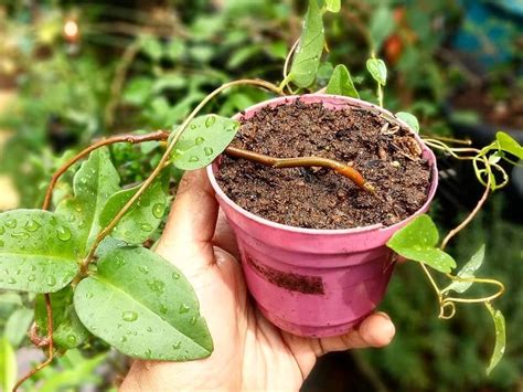Manfaat Daun Binahong Untuk Kesehatan Tagar