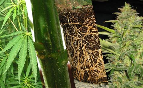 Partes De La Planta De Marihuana