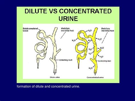 2012 4 16 Renal Physiology