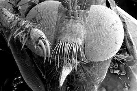 2023 Oklahoma Microscopy Societys Ugly Bug Contest Ugly Bug Contest