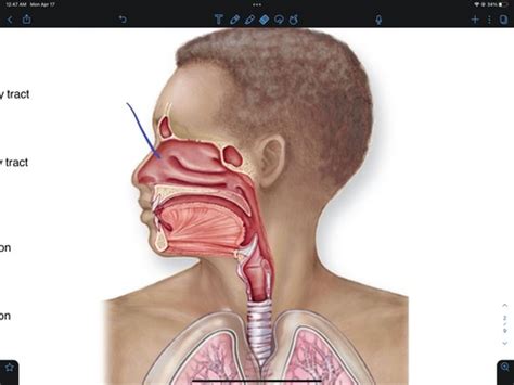 Anatomy Unit Flashcards Quizlet