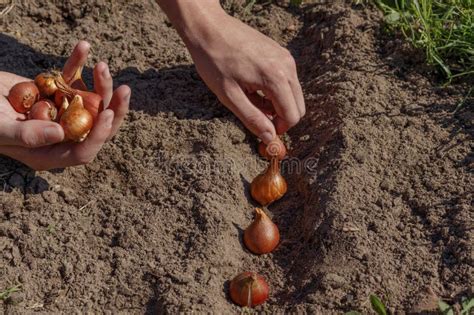 How To Plant Tulip Bulbs Autumn Planting Of Tulip Bulbs In Prepared