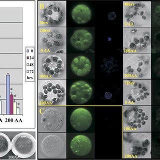 The ROS Measurement And Cellular Localization The Subset A Shows Download Scientific Diagram