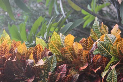 Blog Posts Nature In Java Indonesia