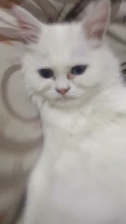 الكسلان Youtube