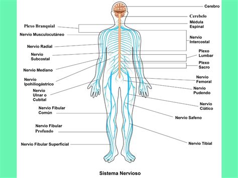Diagrama Del Sistema Nervioso Periférico
