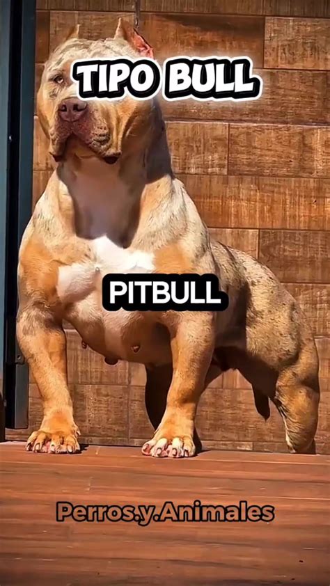 Todo Sobre El Verdadero Pitbull Terrier Tiktok