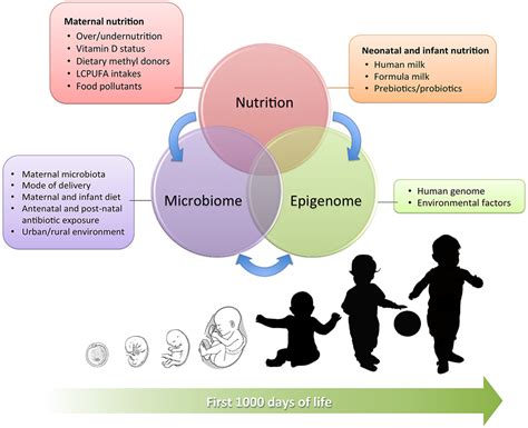 Epigenetics Examples Epigenetics Is Of Critical Importance In