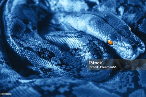 Python Cantik Dengan Warna Biru Cerah Reptil Fotografi Makro Ular Dari