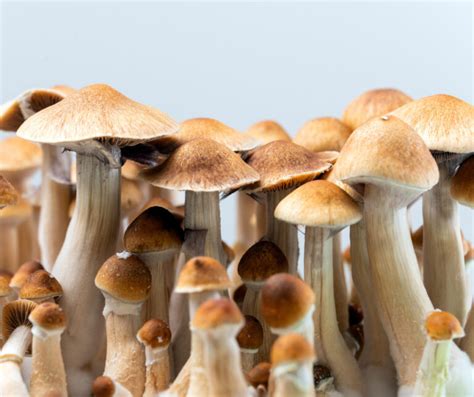 Mdma Vs Psilocybin Differences Similarities Side Effects And More