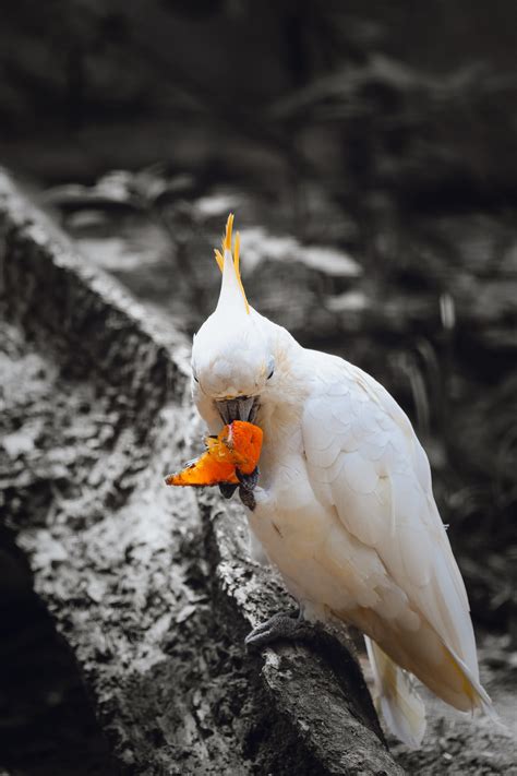 Parrot Bird Wallpaper 3762x5643