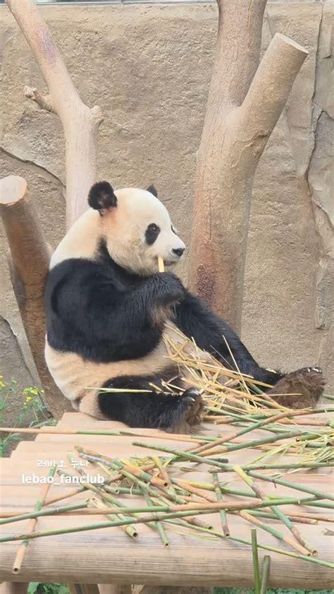 나의 러스타⭐️ 🐼 나의 러스타 ⭐️ 누나~누나~~ 러바오좀 봐욤💚 ㅋㅋㅋㅋㅋ 20250201 에버랜드 판다월드
