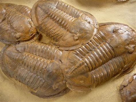 Museum Class Large Mass Extinction Natural Group Fossil Of Asaphus