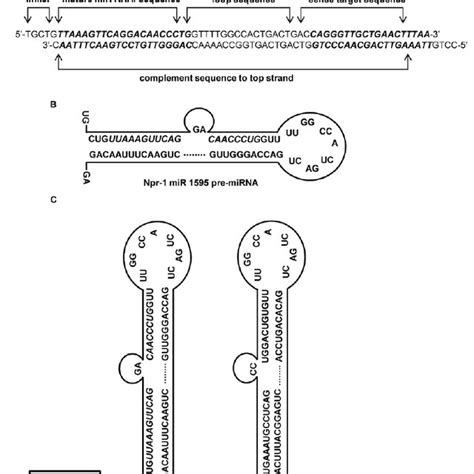 Scheme And Identification Of Recombinant Plasmids A The Download