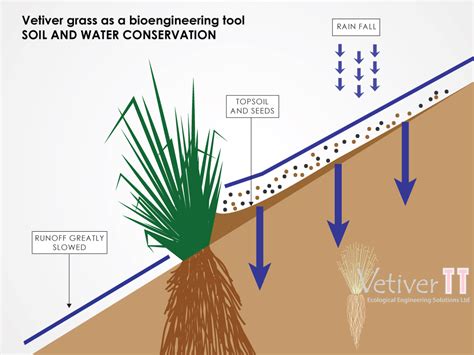 The Vetiver System Vs The Vetiver Network West Indies