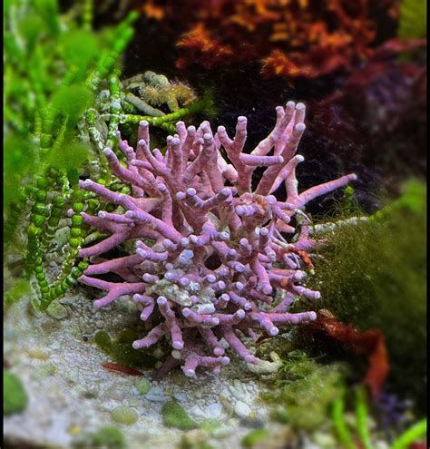 Branching Coralline Corallina Sp Macroalgae Saltwater Marine Plant