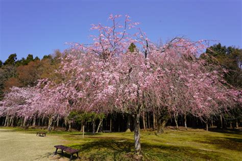 越前陶芸村のしだれ桜 by カメリア ID11700381 写真共有サイト PHOTOHITO