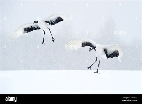 Wilder Vogel In Japan Stockfotos Und Bilder Kaufen Alamy