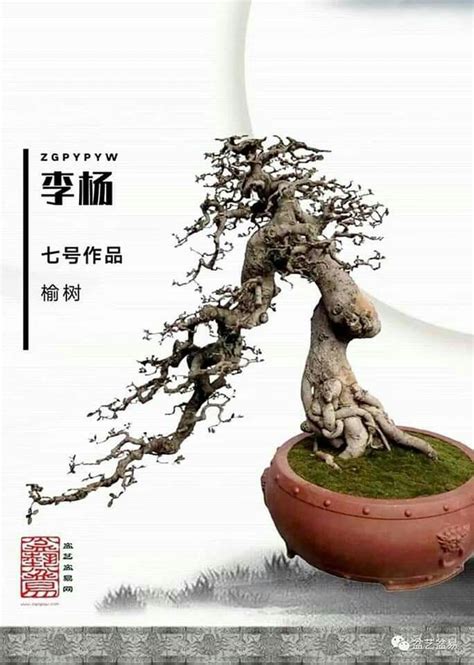 Ghim Của Đồng Xuân Hòa Trên Dạy Bonsai Thực Vật Cây Kiểng Bonsai Ý