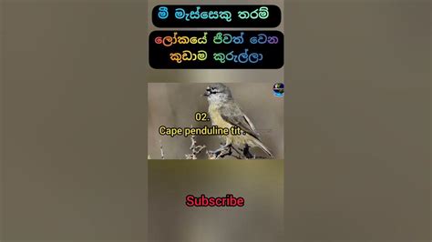 Smallest Bird In The World ලෝකයේ ඉන්න කුඩාම කුරුල්ලා Shorts