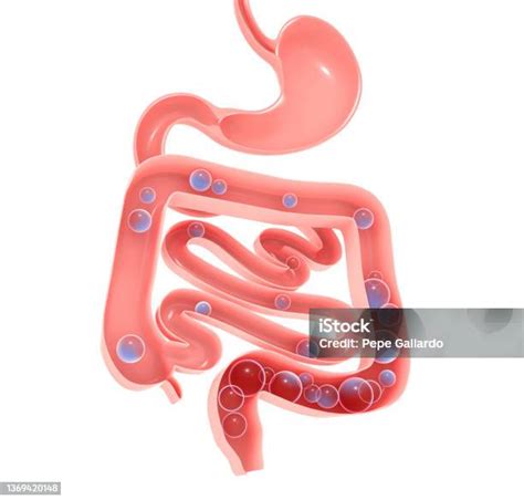 소화 시스템의 해부학 3d 그림 변비에 대한 스톡 사진 및 기타 이미지 변비 소화불량 3차원 형태 Istock