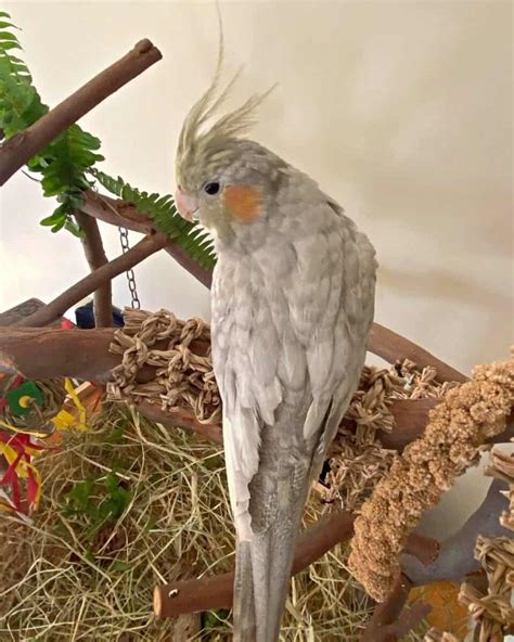 10 Cockatiel Varieties And Color Mutations With Pictures