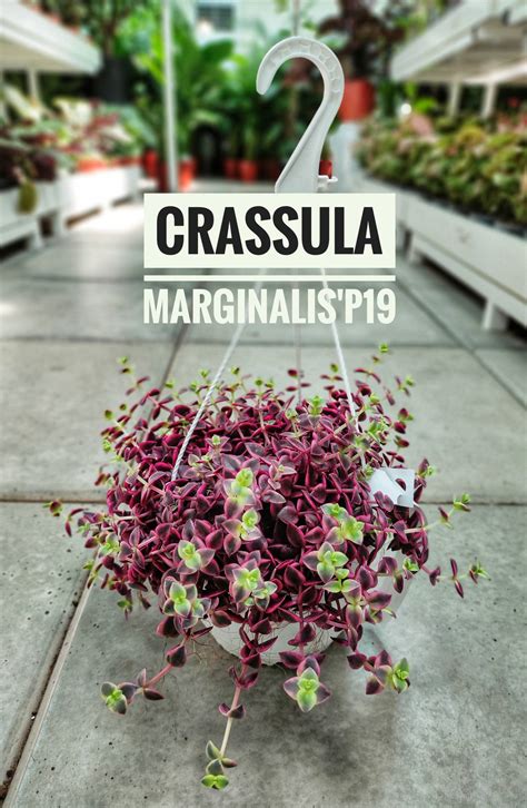 Crassula Marginalis ‘calico Kitten Kame Gardens