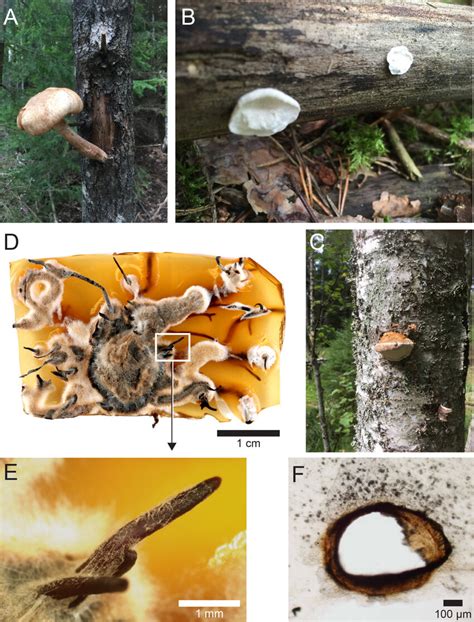 Saprophytic Fungi