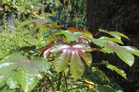 Collecting Ayurvedic Plants 18 Steps Instructables