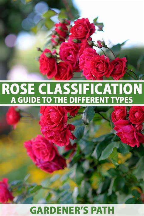 The Different Types Of Roses An Ultimate Guide 42 Off