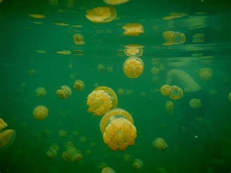 Swim In Jellyfish Lake In Palau Micronesia