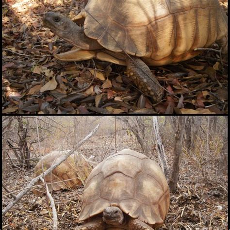 Wild Astrochelys Yniphora In Its Native Habitats This Golden