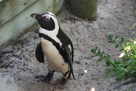 Pingüino De El Cabo Pájaros Aves O Lo Que Sea Que Sean · Inaturalist