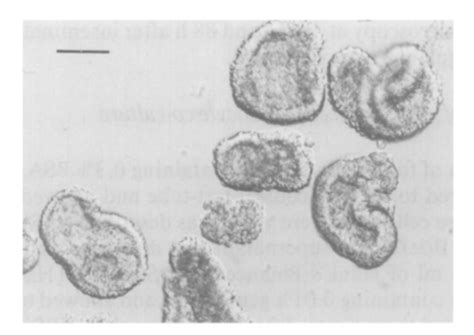 Oviductal Epithelial Cell Spheres After 48 H Culture Bar Represents