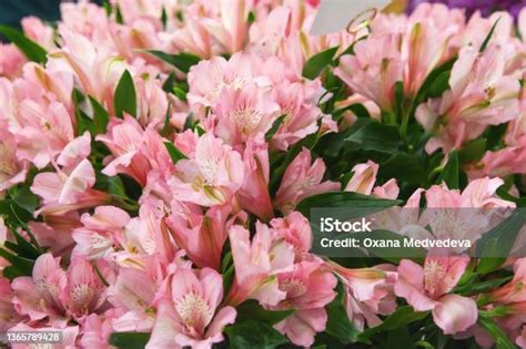 핑크 알스트로에메리아 꽃 꽃가게에서 부드러운 분홍색 알스트로에메리아 꽃의 큰 꽃다발은 선물 배경으로 판매된다 0명에 대한 스톡