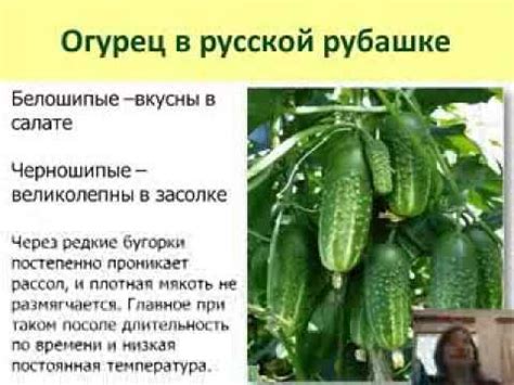 Огурцы -- молодцы! Арбузы и дыни. Кабачки и тыквы. Корневой сельдерей ...