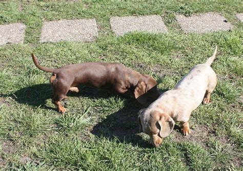 Galerie Mini Dream Doxies