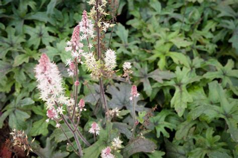 Tiarella Pink Skyrocket Dig