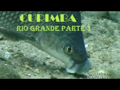 COMO PESCAR CURIMBA RIO GRANDE MASSINHA DE TRIGO PARTE 1 YouTube
