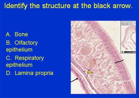 Cell Bio Test 4 Review Qs Lab Flashcards Quizlet