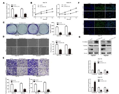 Figure From Long Non Coding Rna Mafg As Promotes Cell Proliferation