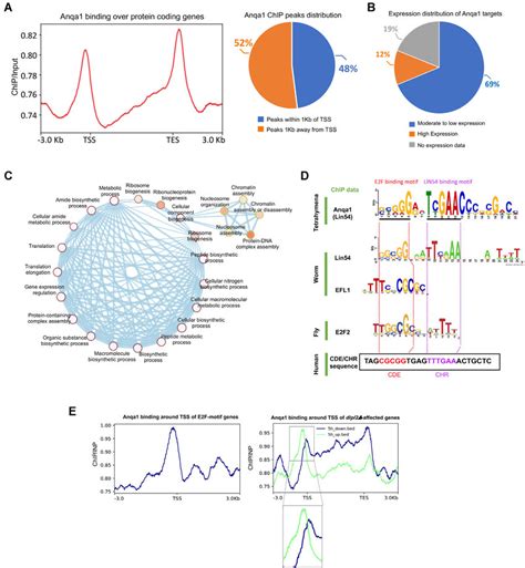 Genome Wide Analysis Of Anqa1 Dna Binding Profile In Tetrahymena A