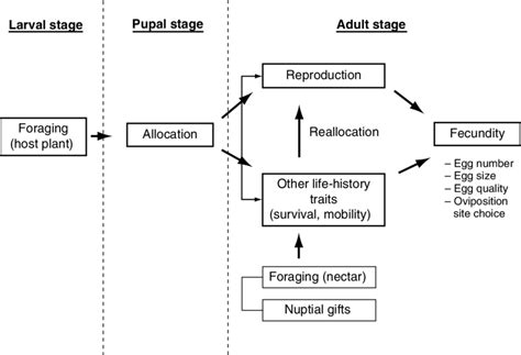 1 Diagram Of The Links Between Foraging Allocation Reallocation Of Download Scientific
