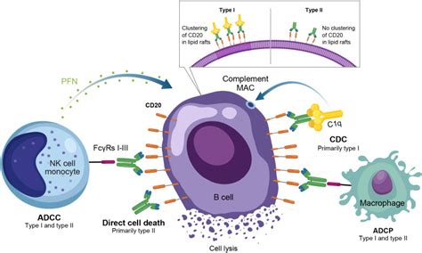 Cutting Edge Approaches To B Cell Depletion In Autoimmune Diseases Pubmed
